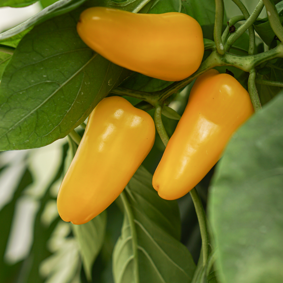 Pre-Order | Fresh Hatch Yellow Hot Peppers | Farm-Grown in Hatch, New