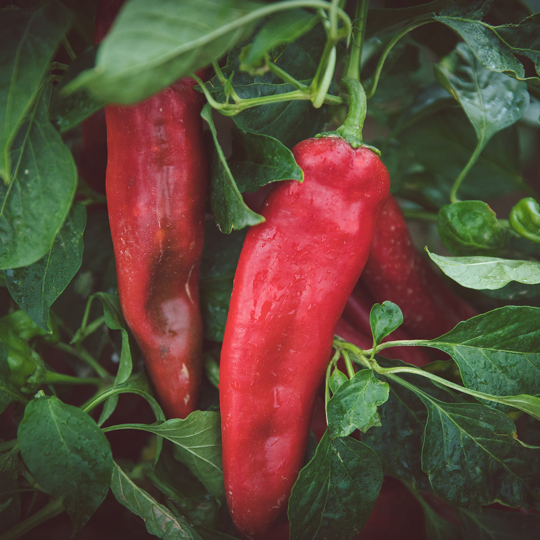 Fresh Hatch Red Chile (Medium — Hot) | Fresh Chile